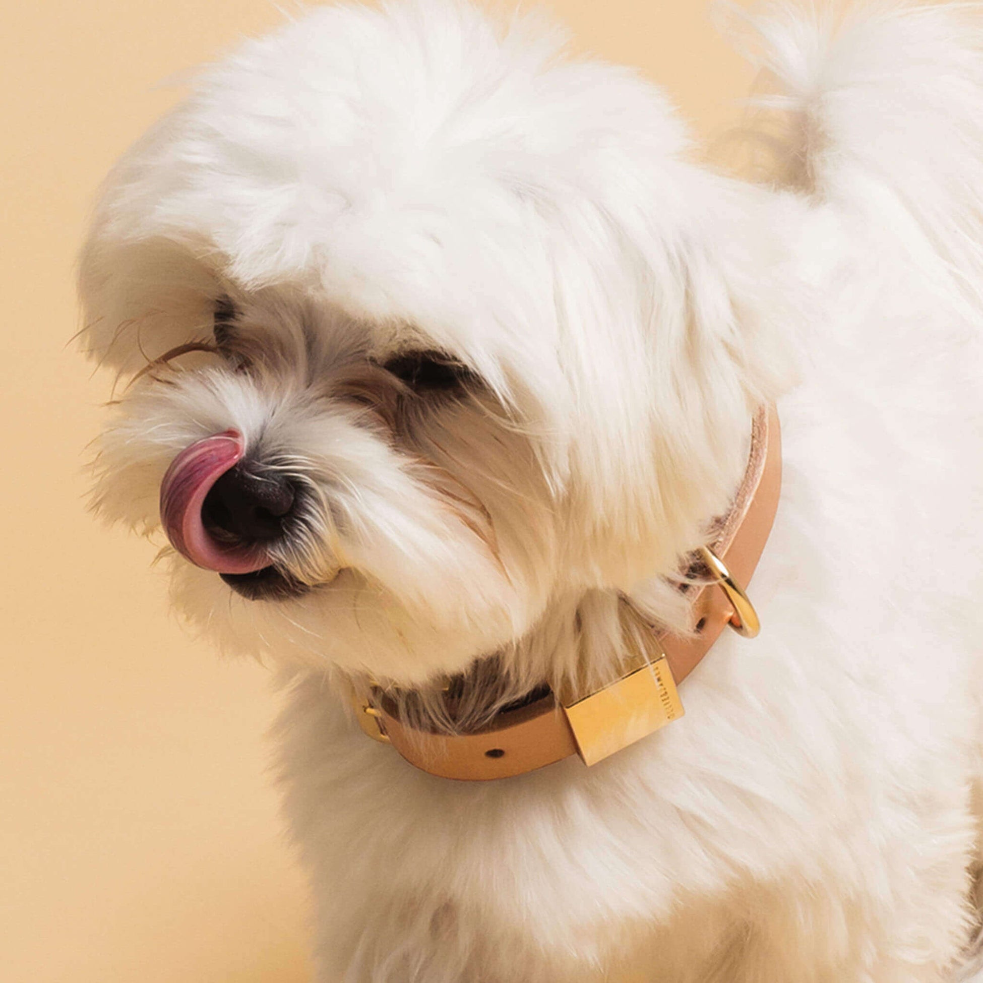 Italian Leather Dog Collar – Camel | OLLIE & JAMES